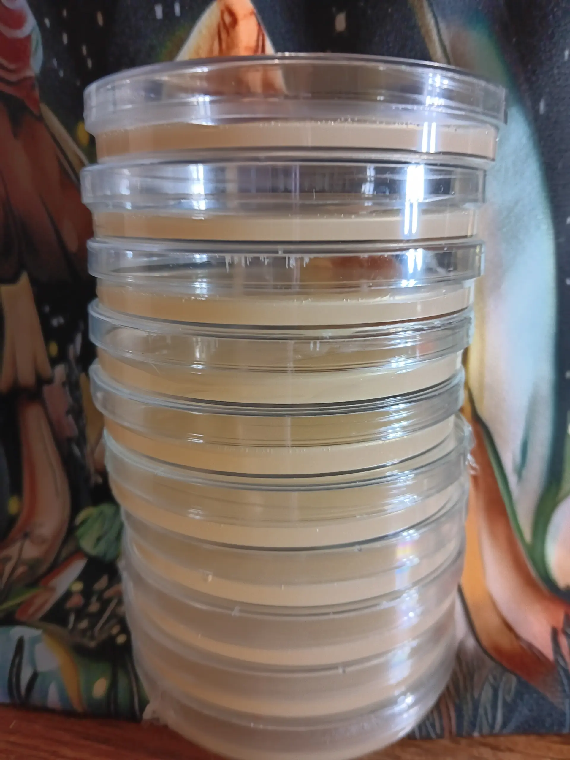 Prepoured Agar Plates (Pack of 10) – SporeSwaps
