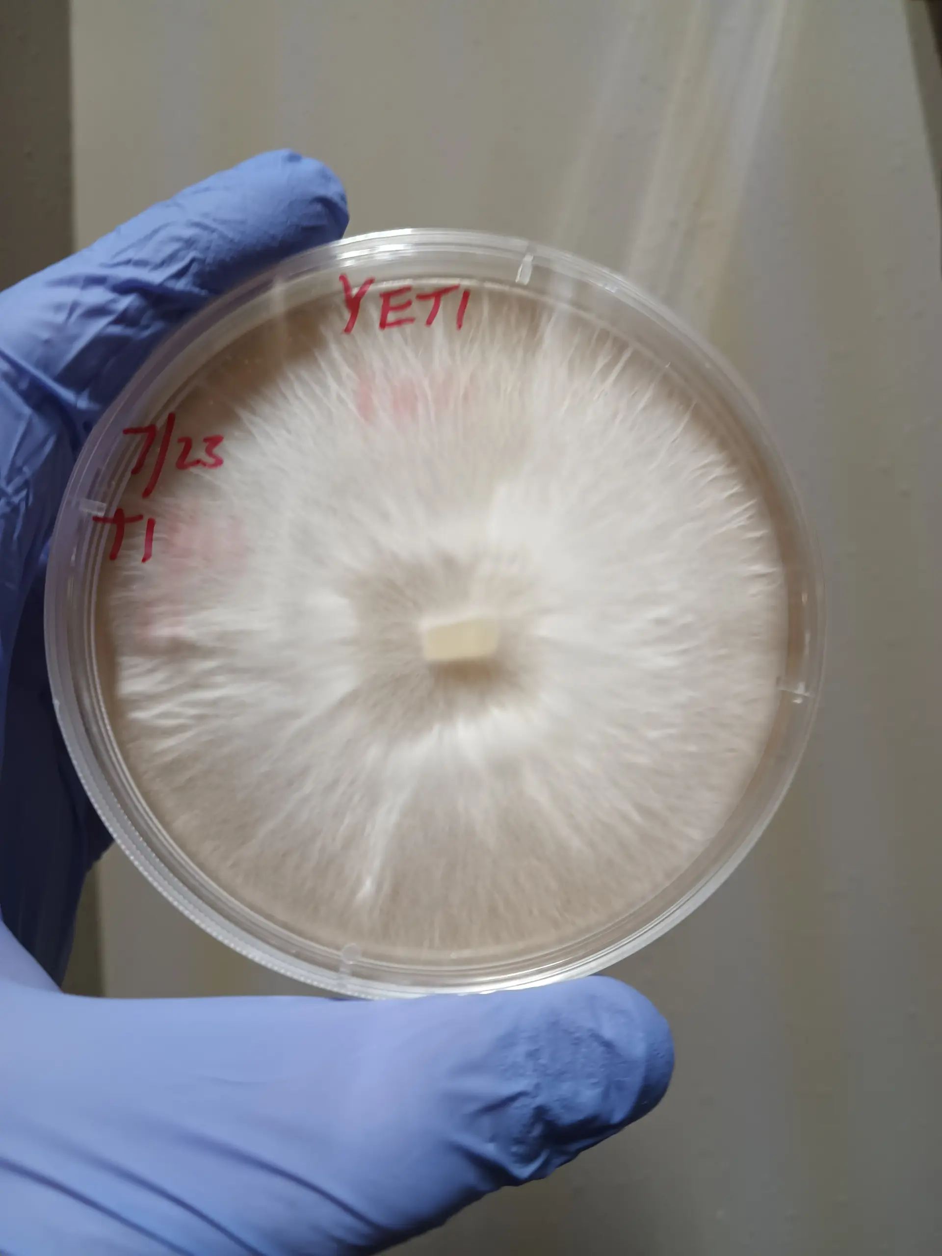 YETI Research Plate – SporeSwaps