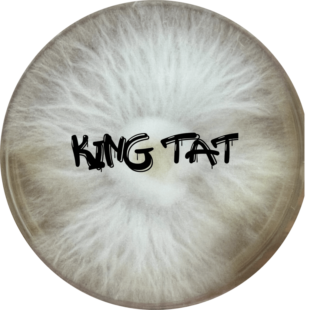 KING TAT Premium Research Plate - SporeSwaps