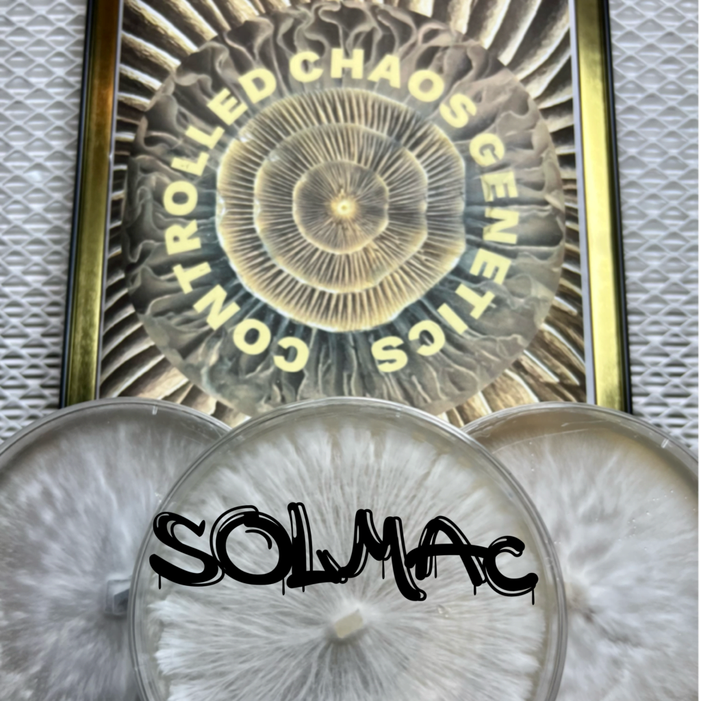 Solmac Premium Research Plate - SporeSwaps