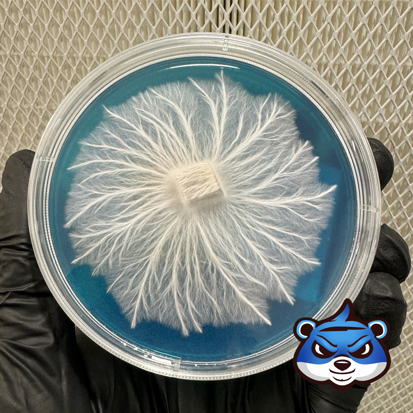 Bluey Vuitton Research Plate - SporeSwaps