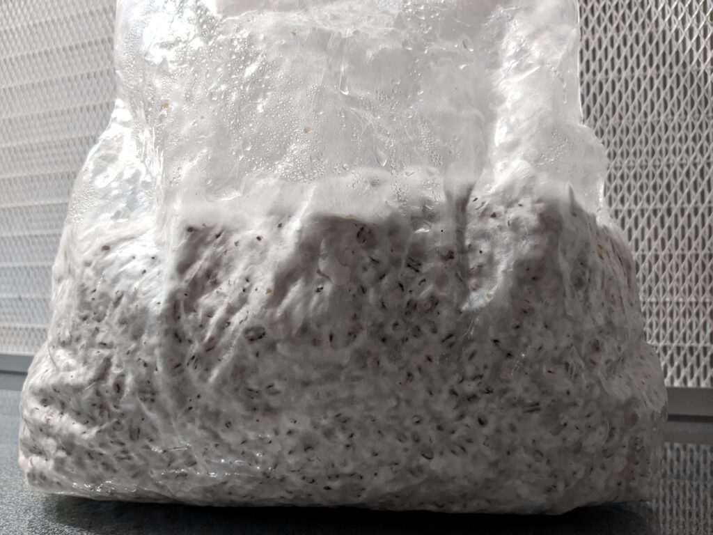 4lb Fully Colonized Grain Spawn - Customers Choice - SporeSwaps