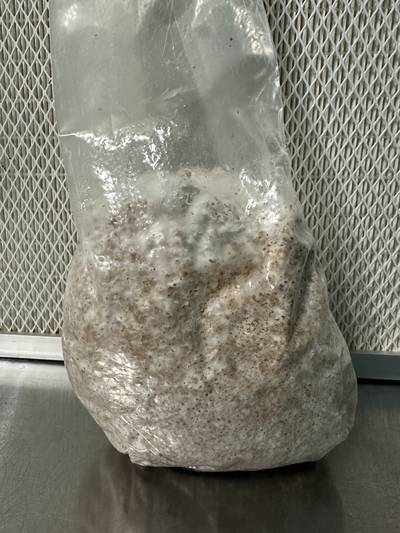 Colonized Grain Spawn 1.5lb - SporeSwaps