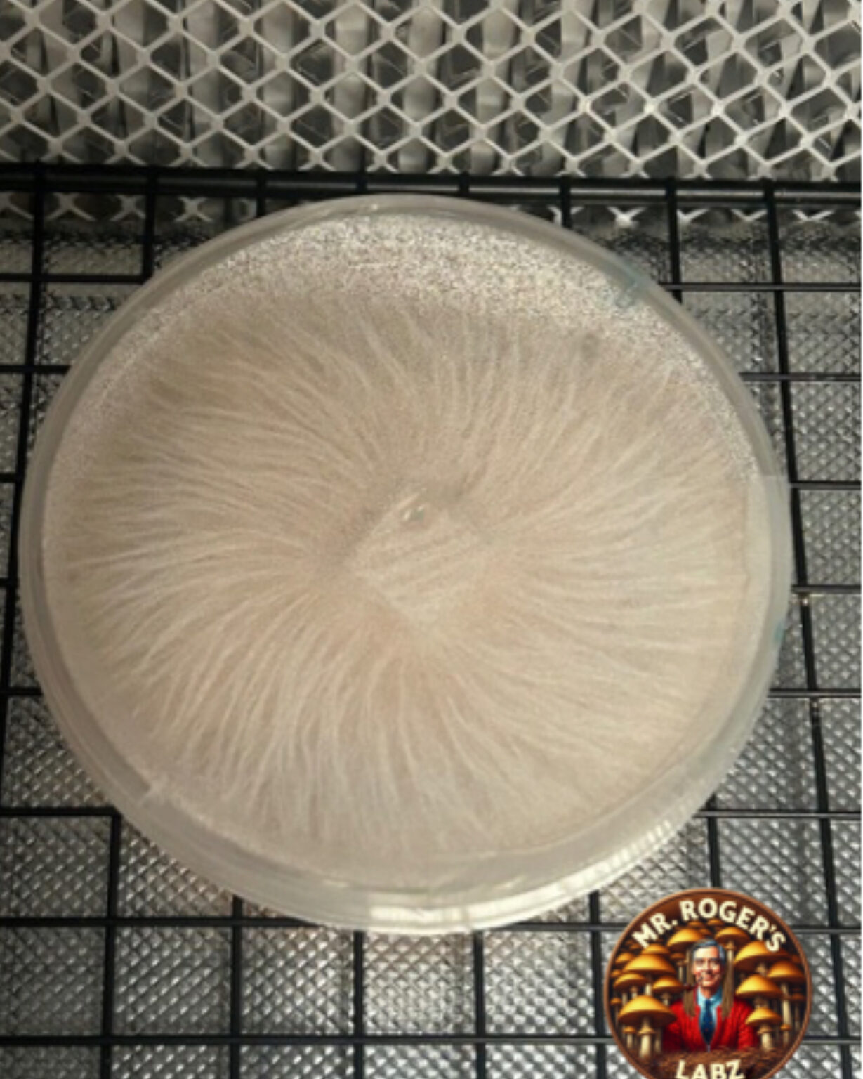 Albino Talis Research Plate - SporeSwaps