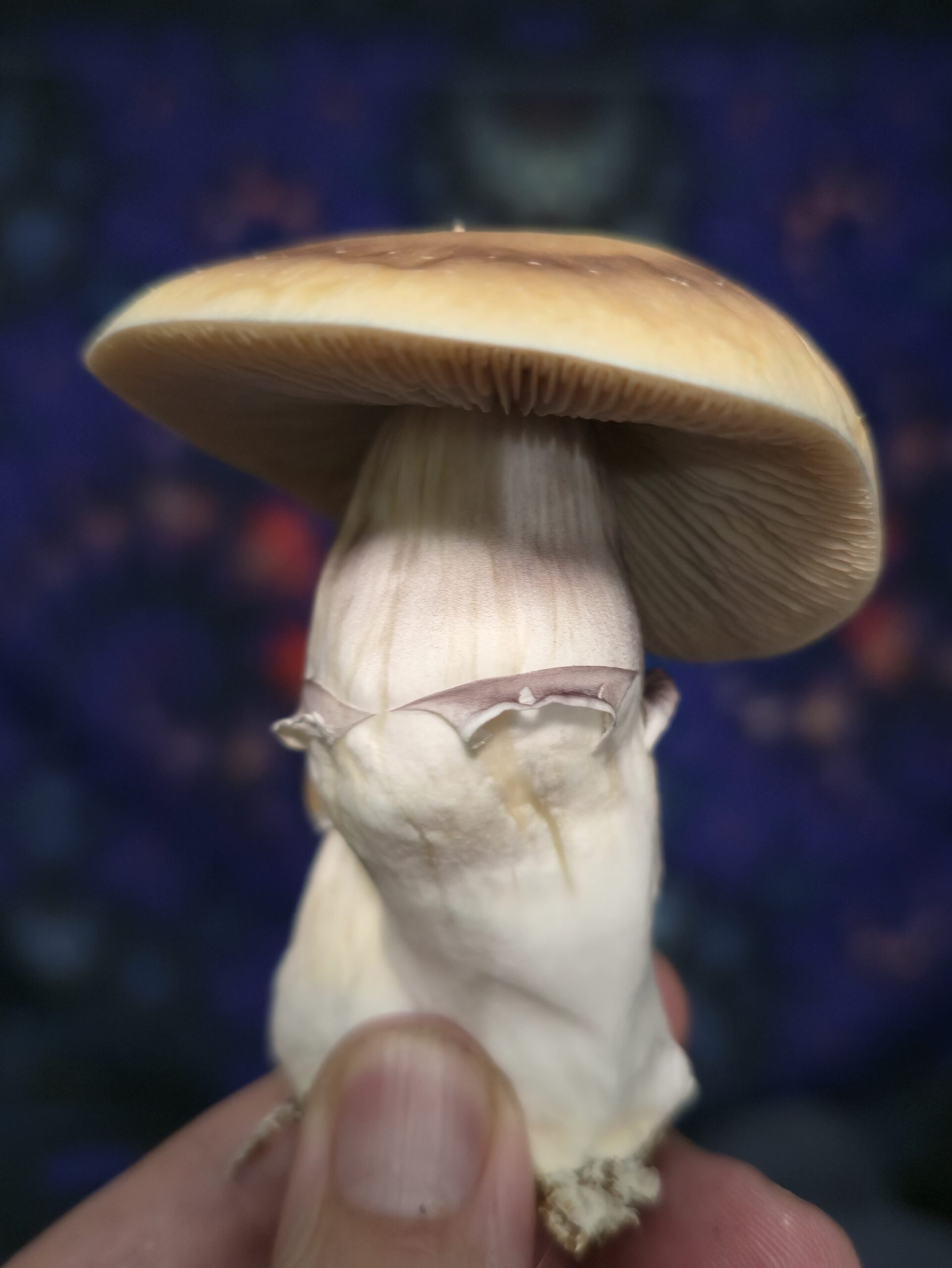 Amazon "Thick" Spore Swabs - SporeSwaps