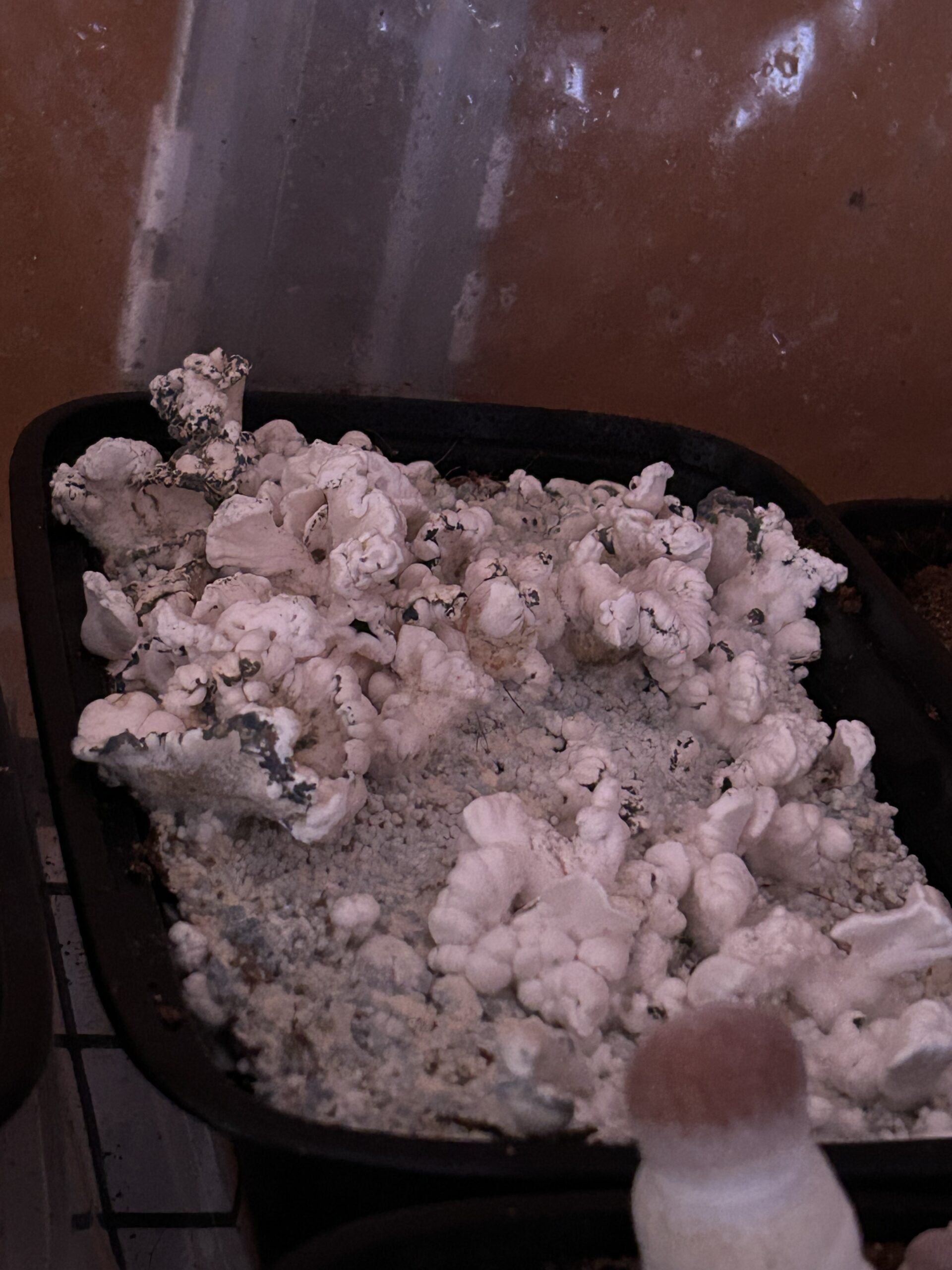 SNAPE MUTANT ISO RESEARCH PLATE - SporeSwaps