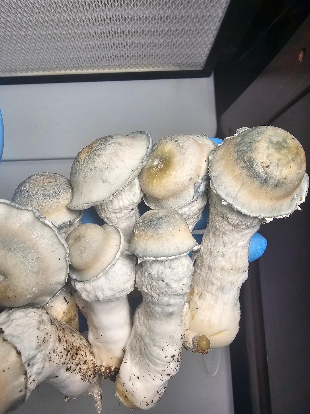 SV-Choco F2 Research Syringe - SporeSwaps