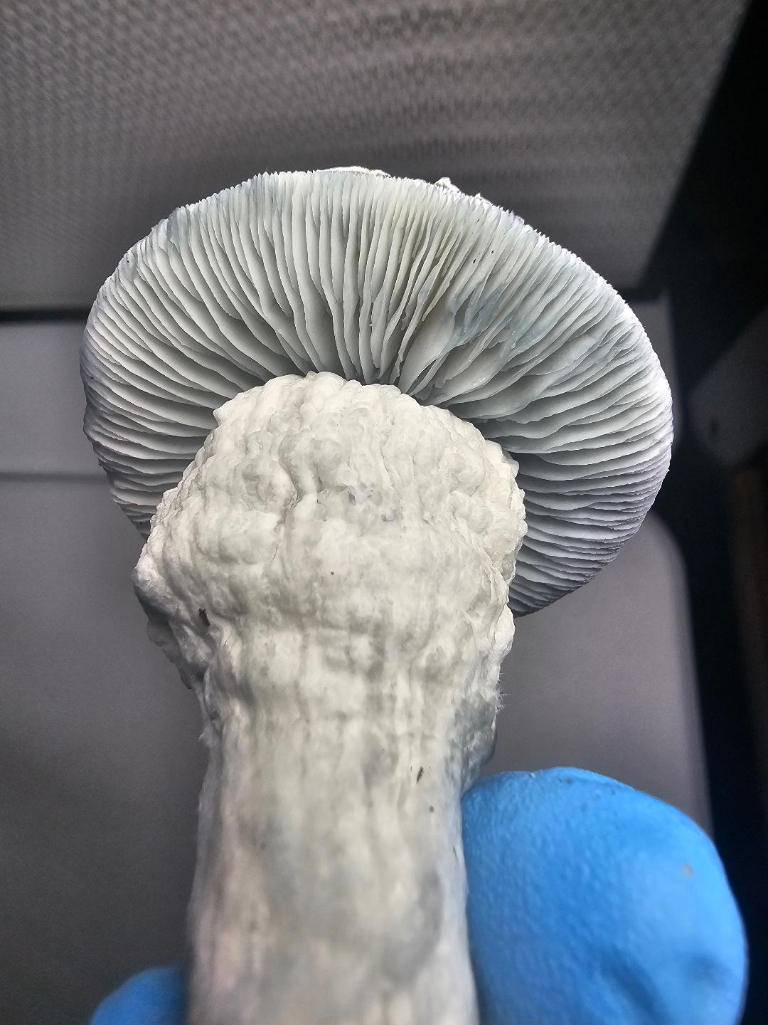 SV-Choco F2 Research Syringe - SporeSwaps