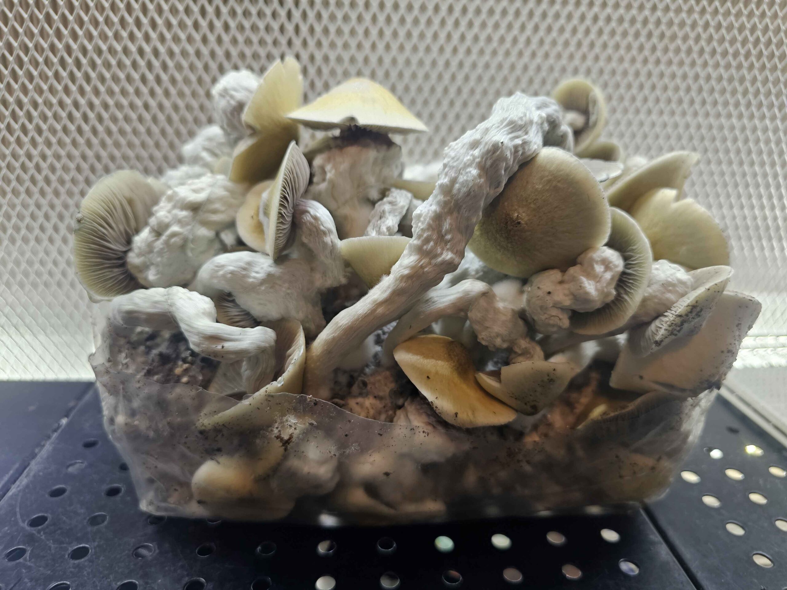 Monkey Goddess Research Plate - SporeSwaps