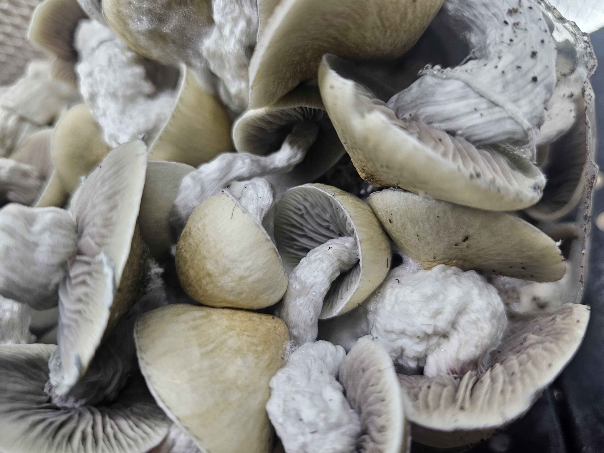 Monkey Goddess Research Plate - SporeSwaps