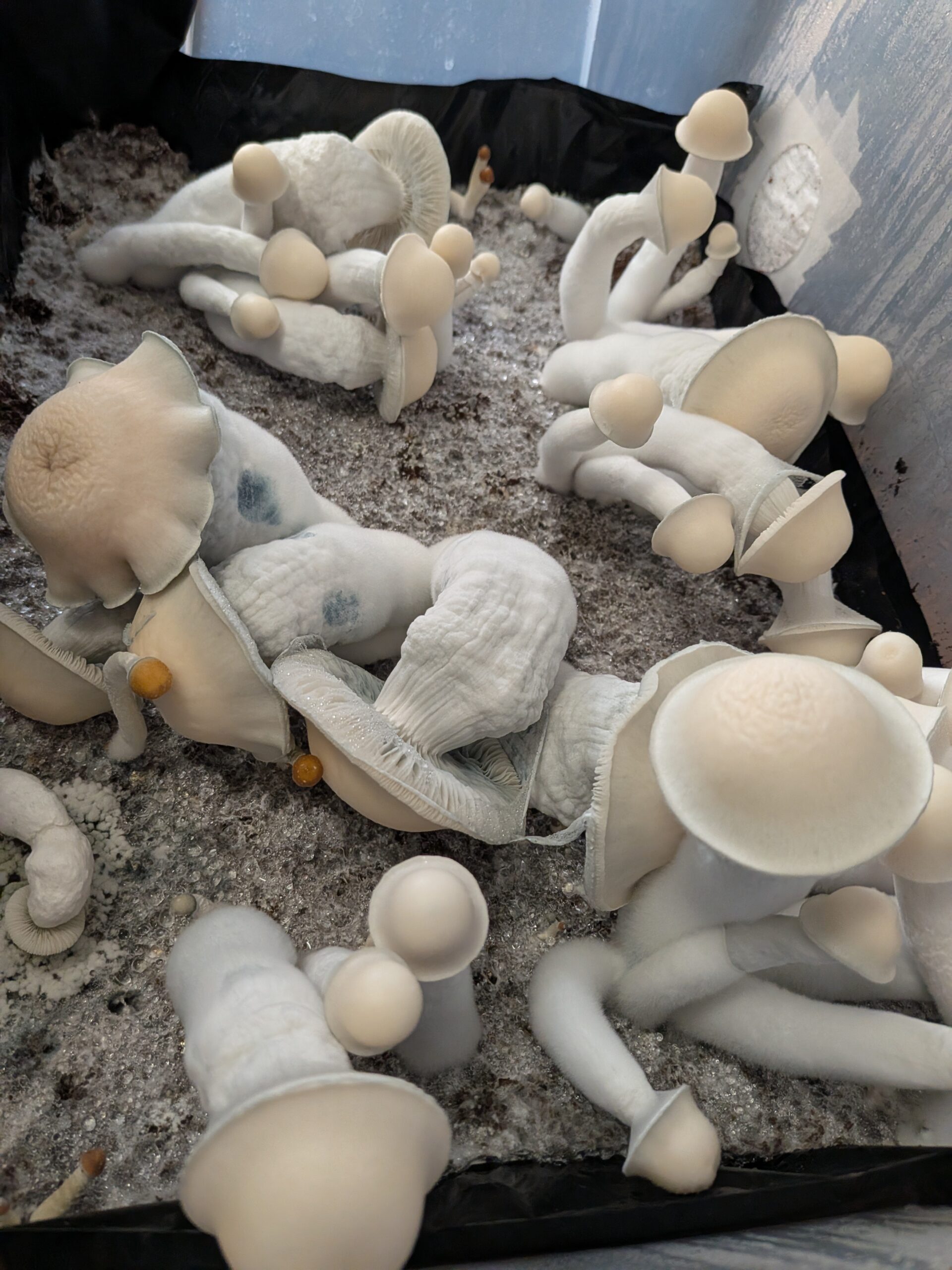 Iceberg Spore Swab Set - SporeSwaps