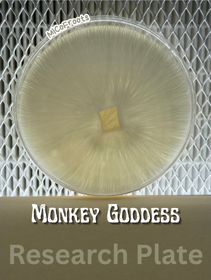 Monkey Goddess Research Plate - SporeSwaps