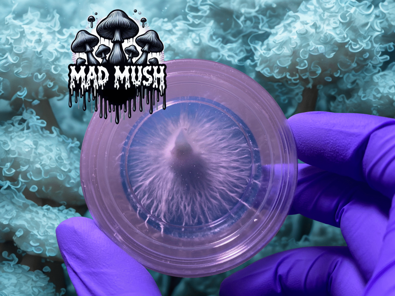 Ghost Compact Culture Research Cups - SporeSwaps