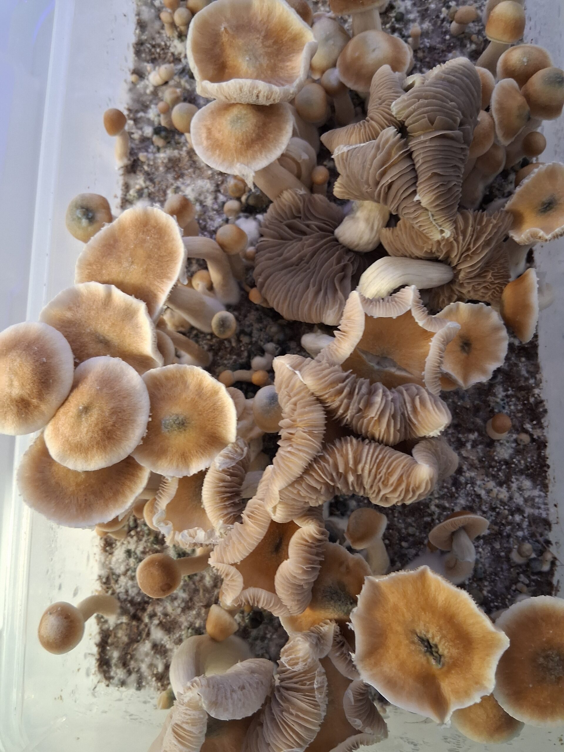 AA+ Spore Print - SporeSwaps