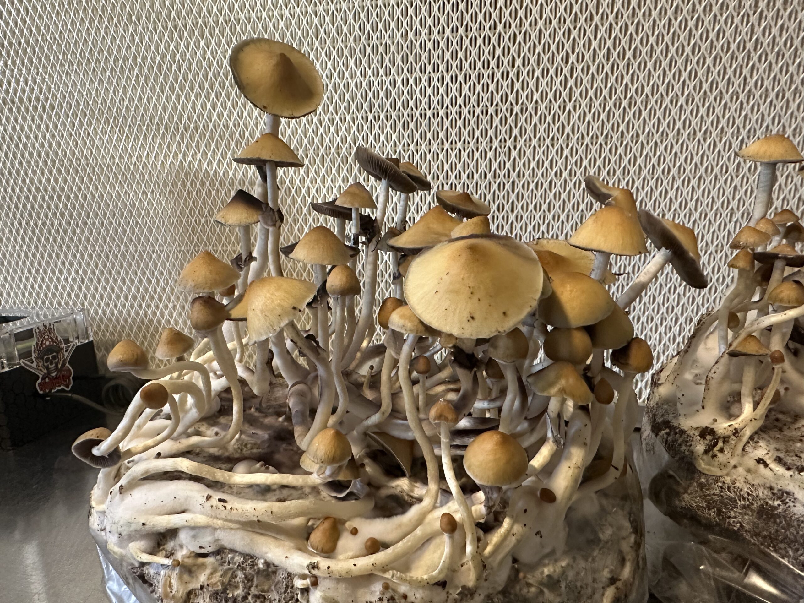 Ka'iana Hawaiian Wild Cubensis Swab Set - SporeSwaps