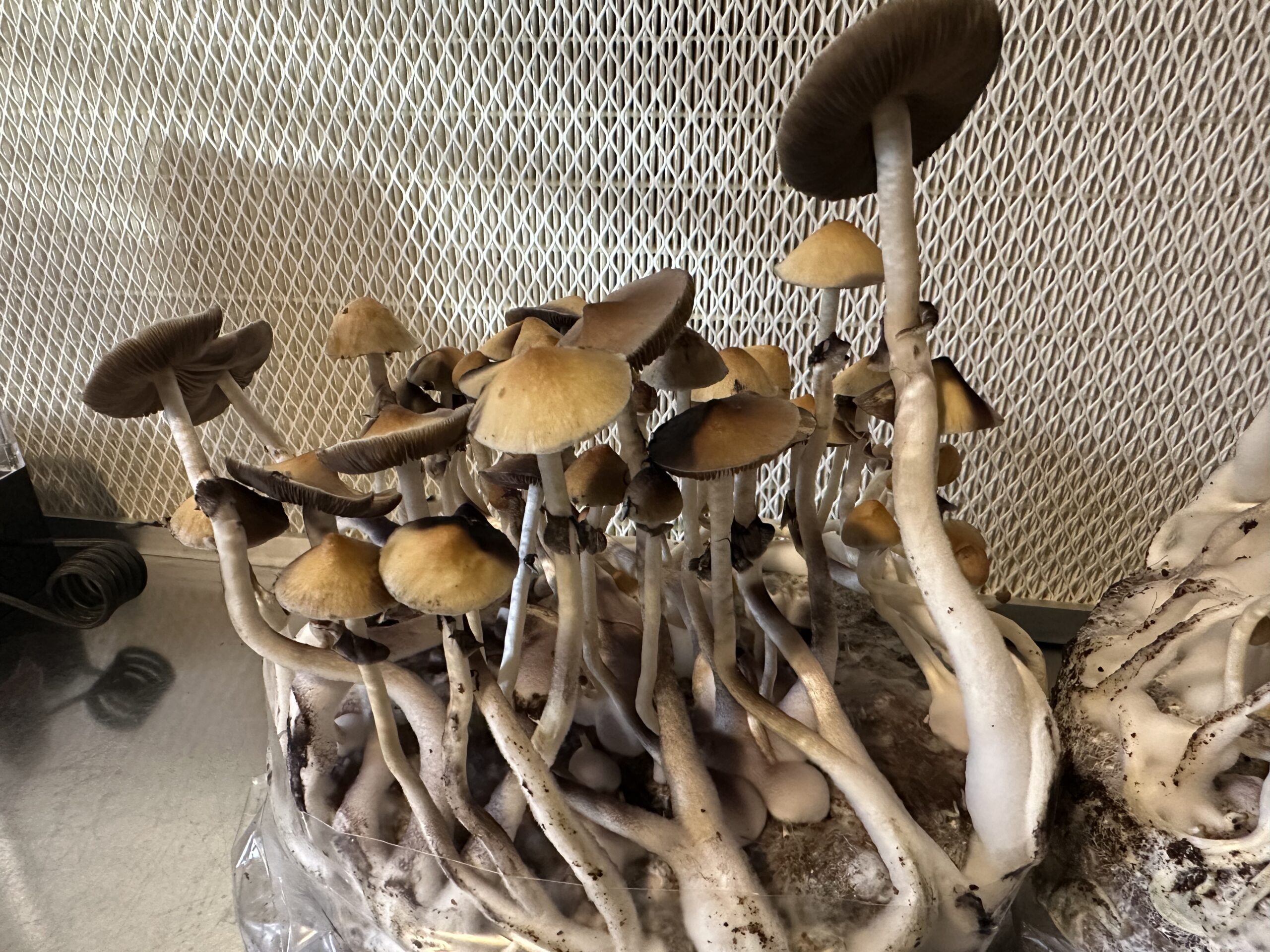 Ka'iana Hawaiian Wild Cubensis Swab Set - SporeSwaps