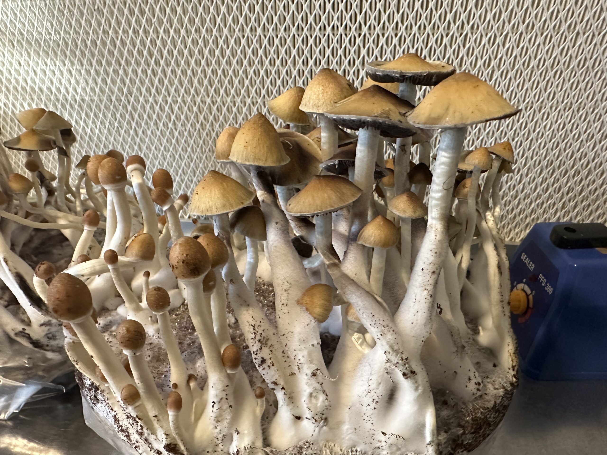 Ka'iana Hawaiian Wild Cubensis Swab Set - SporeSwaps