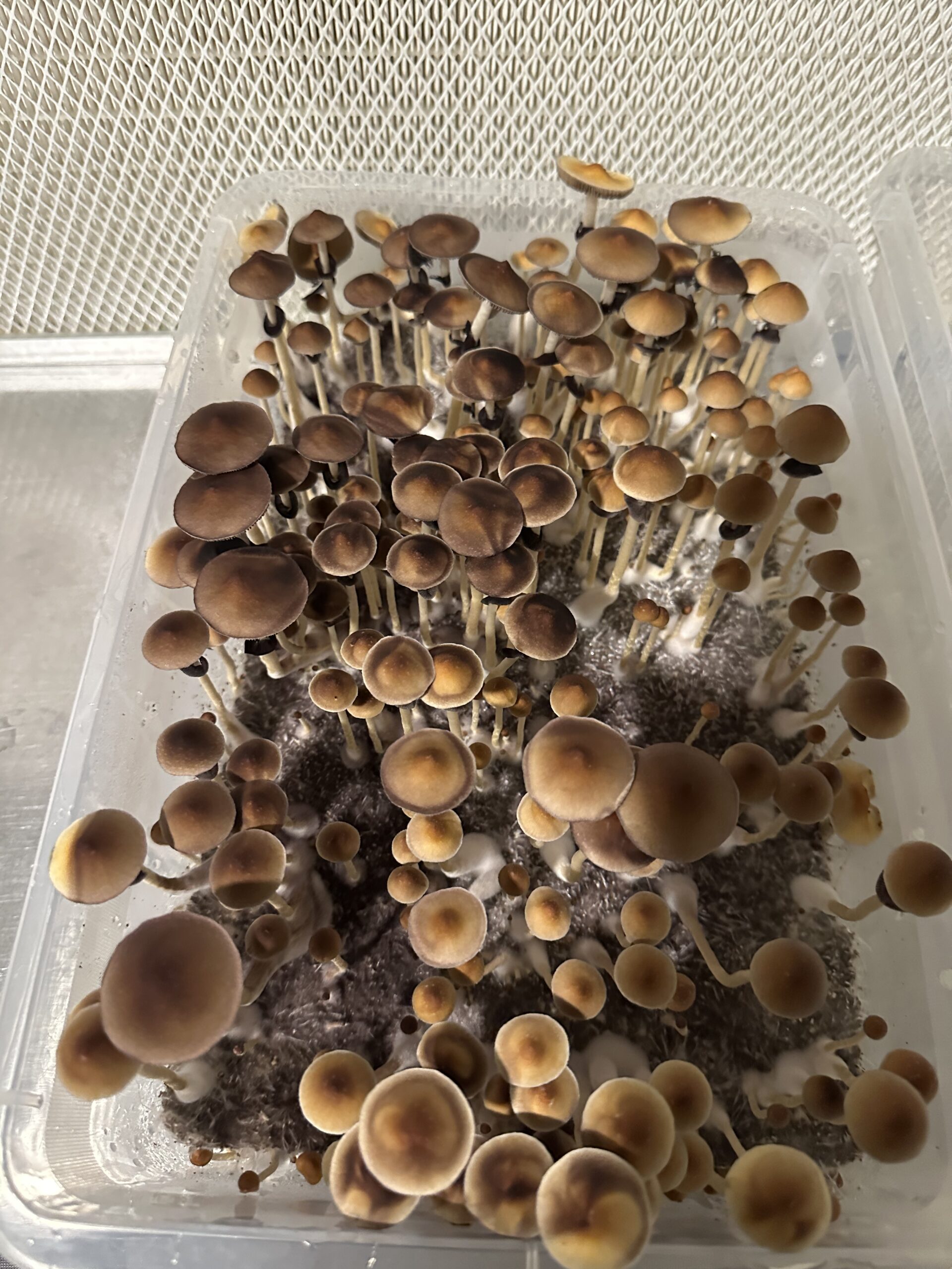 Ka'iana Hawaiian Wild Cubensis Swab Set - SporeSwaps